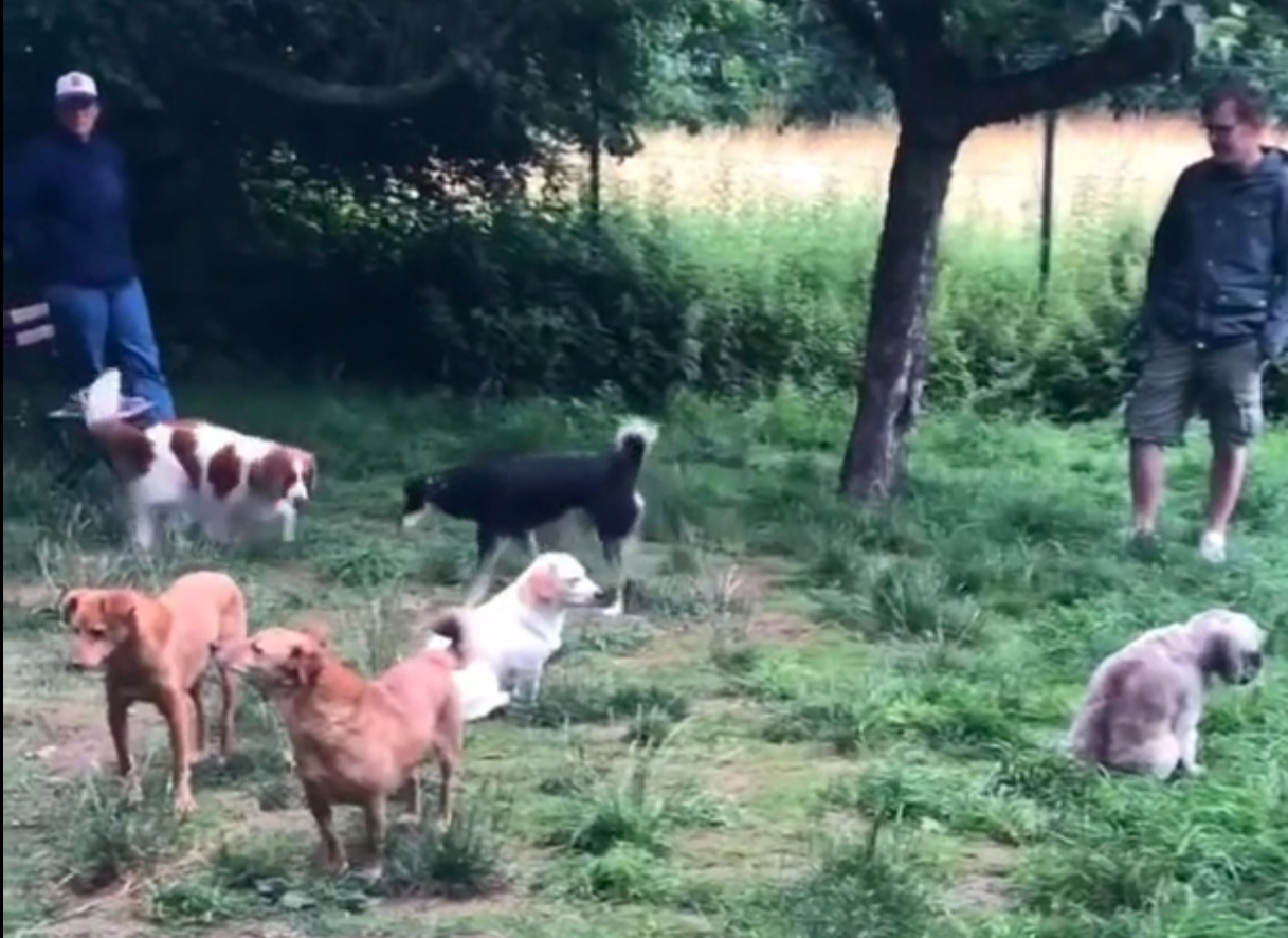 “Meetup for Introverted Dogs” Has the Internet Howling — Newsful