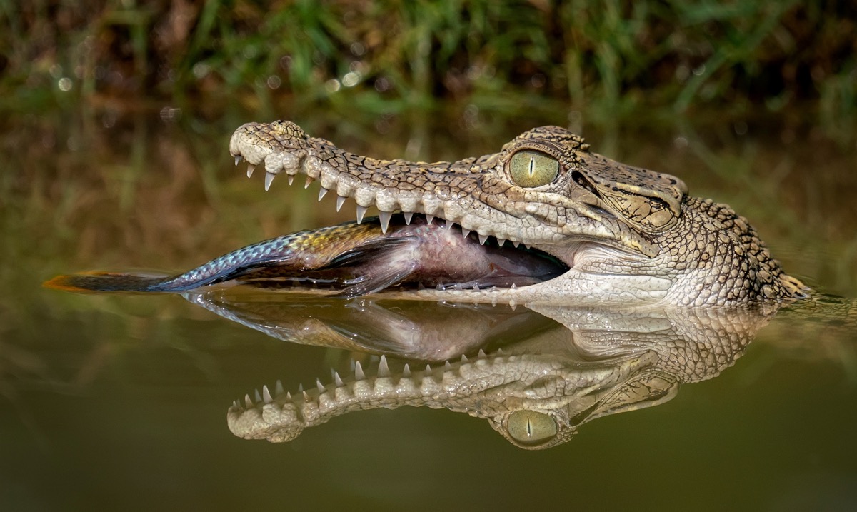 Video Shows Large Alligator Eating Another Alligator