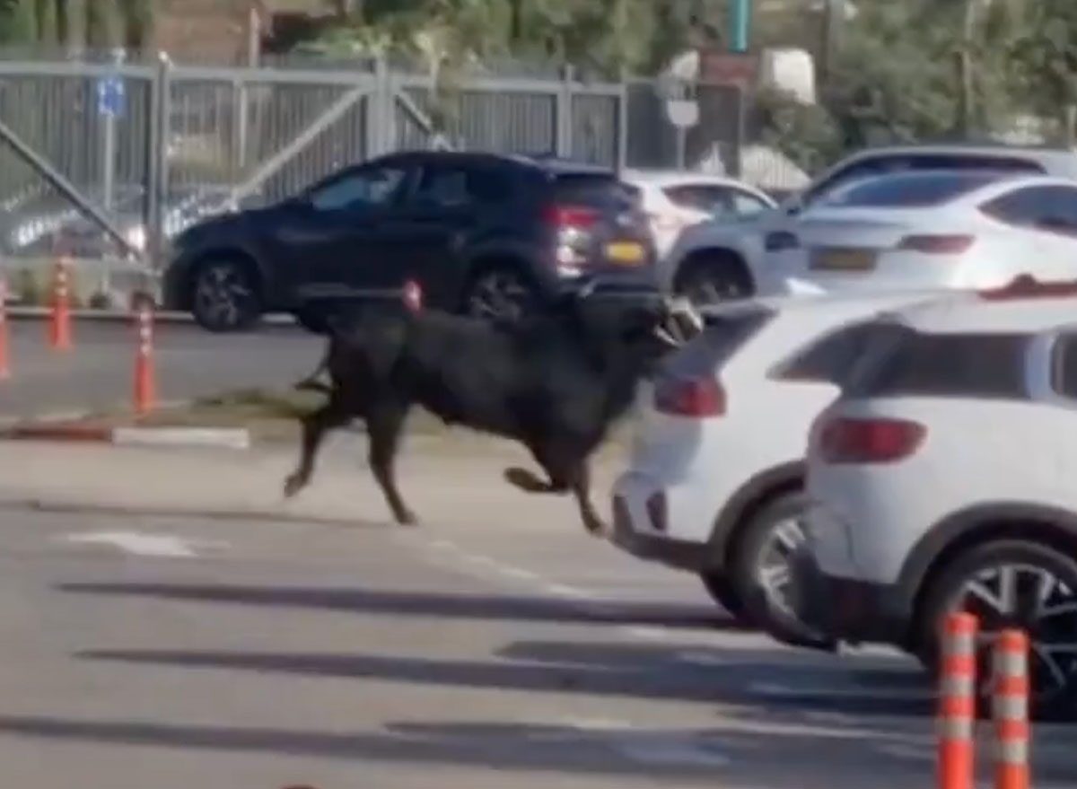 Rampaging Bull Races Through City Streets, Scaring Workers