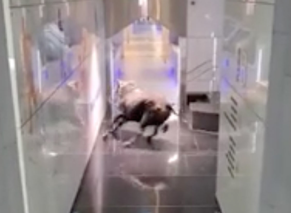 Rampaging Bull Races Through City Streets, Scaring Workers