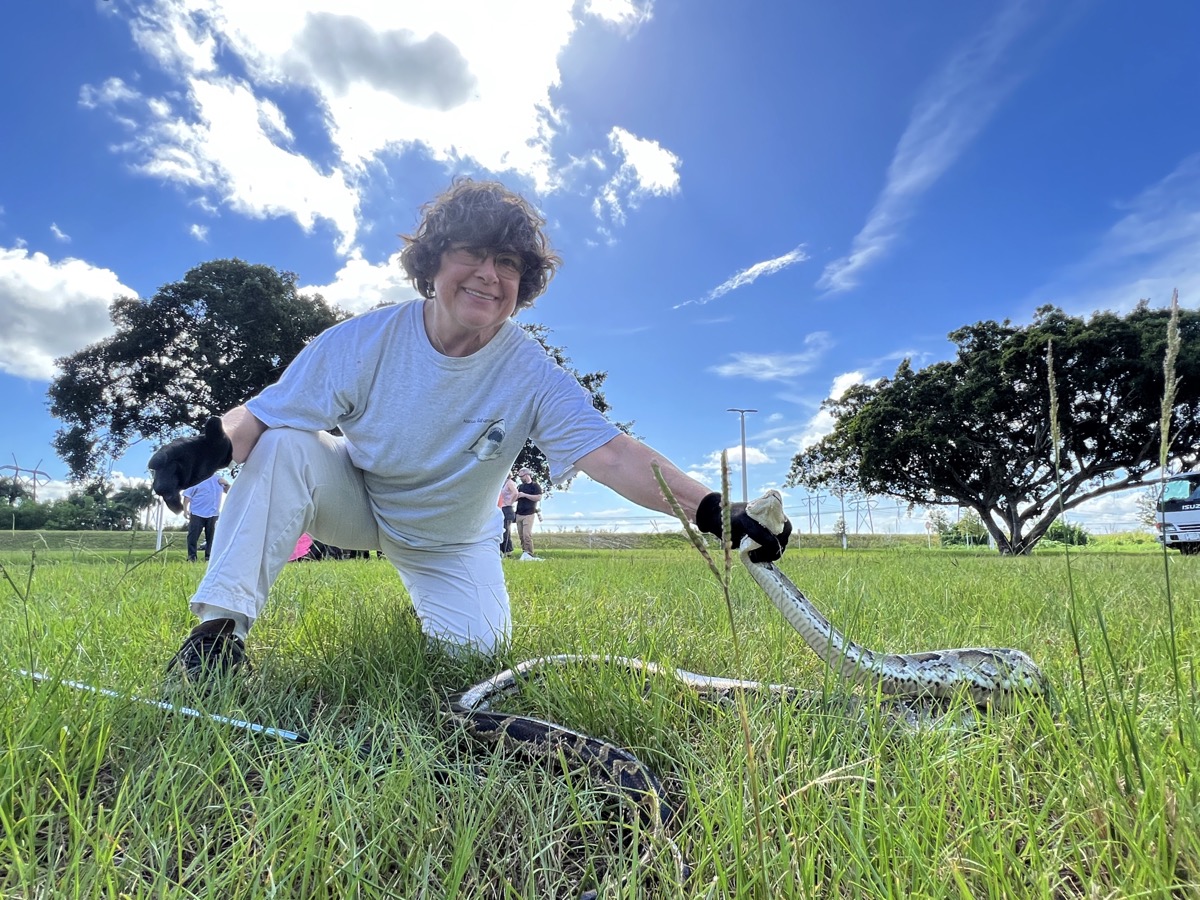 800 People are Now Hunting "Alligator-Eating" Pythons in Florida — Newsful