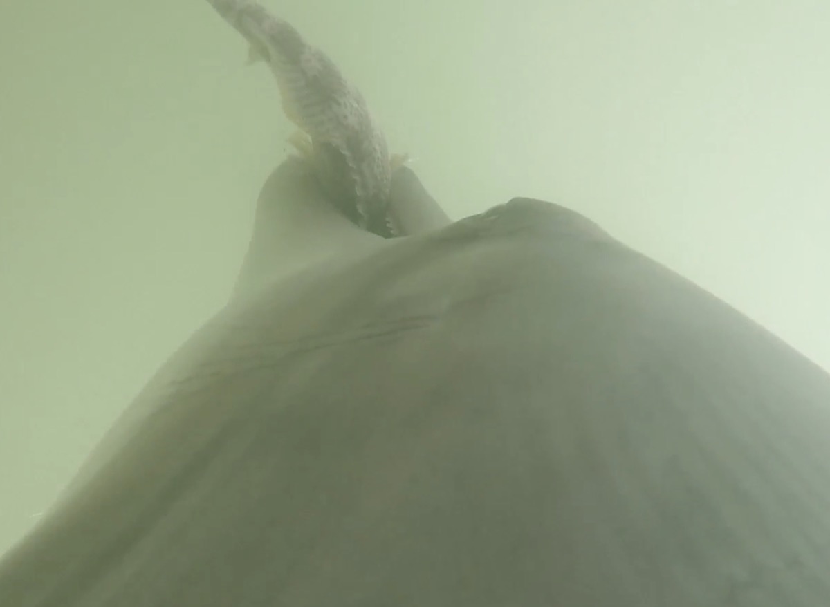 Dolphin Eating 8 Venomous Sea Snakes, Captured on GoPro