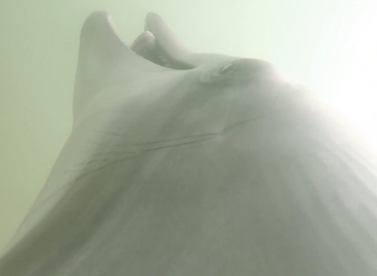 Dolphin Eating 8 Venomous Sea Snakes, Captured on GoPro