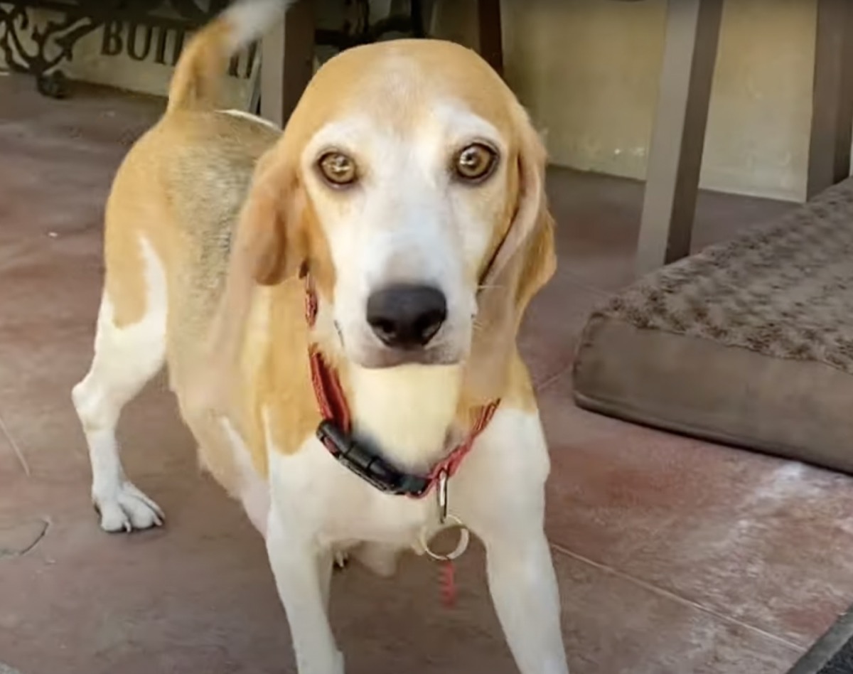 Meet Prince Harry and Meghan Markle’s New Dog, Mamma Mia