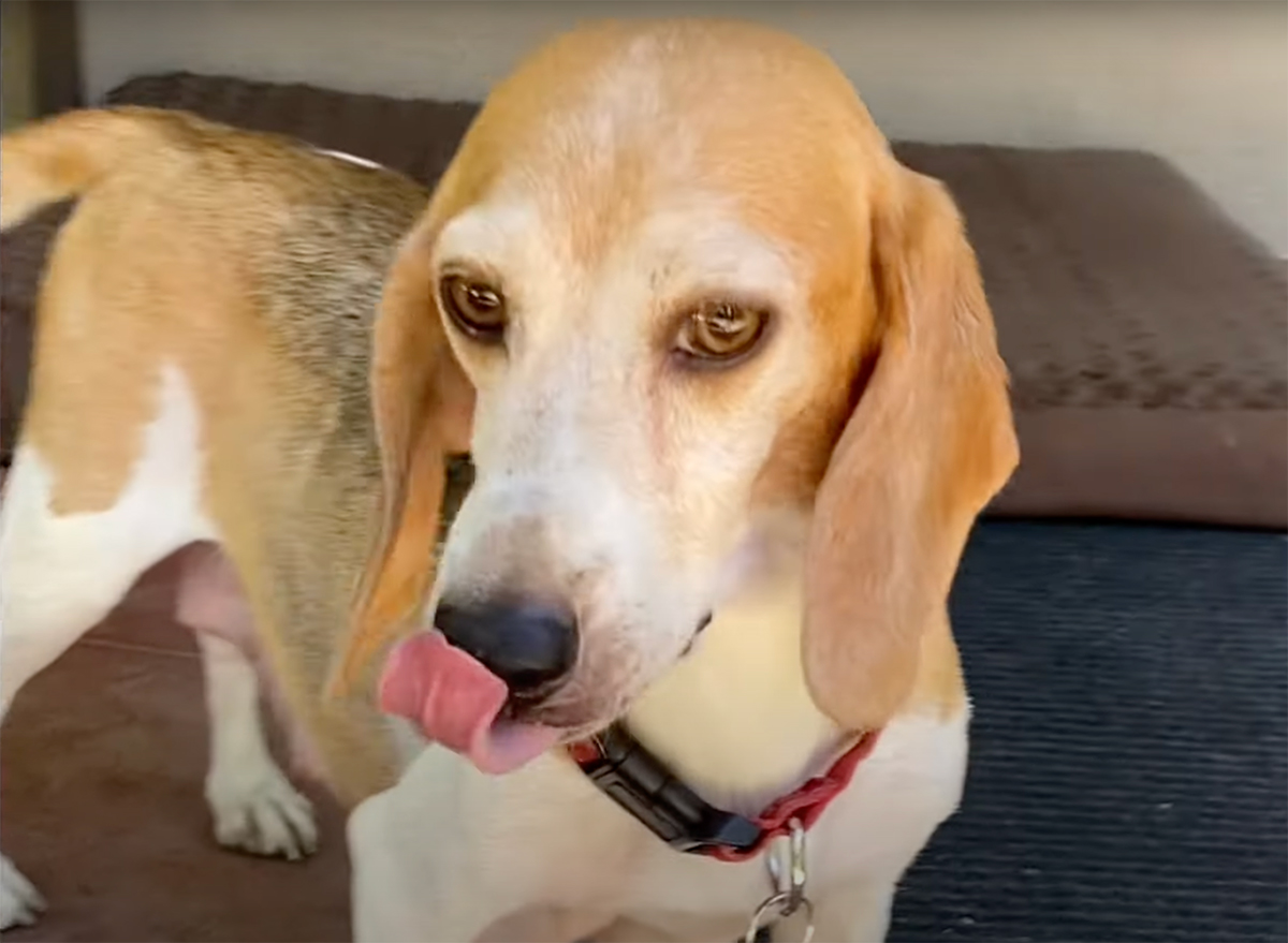 Meet Prince Harry and Meghan Markle’s New Dog, Mamma Mia
