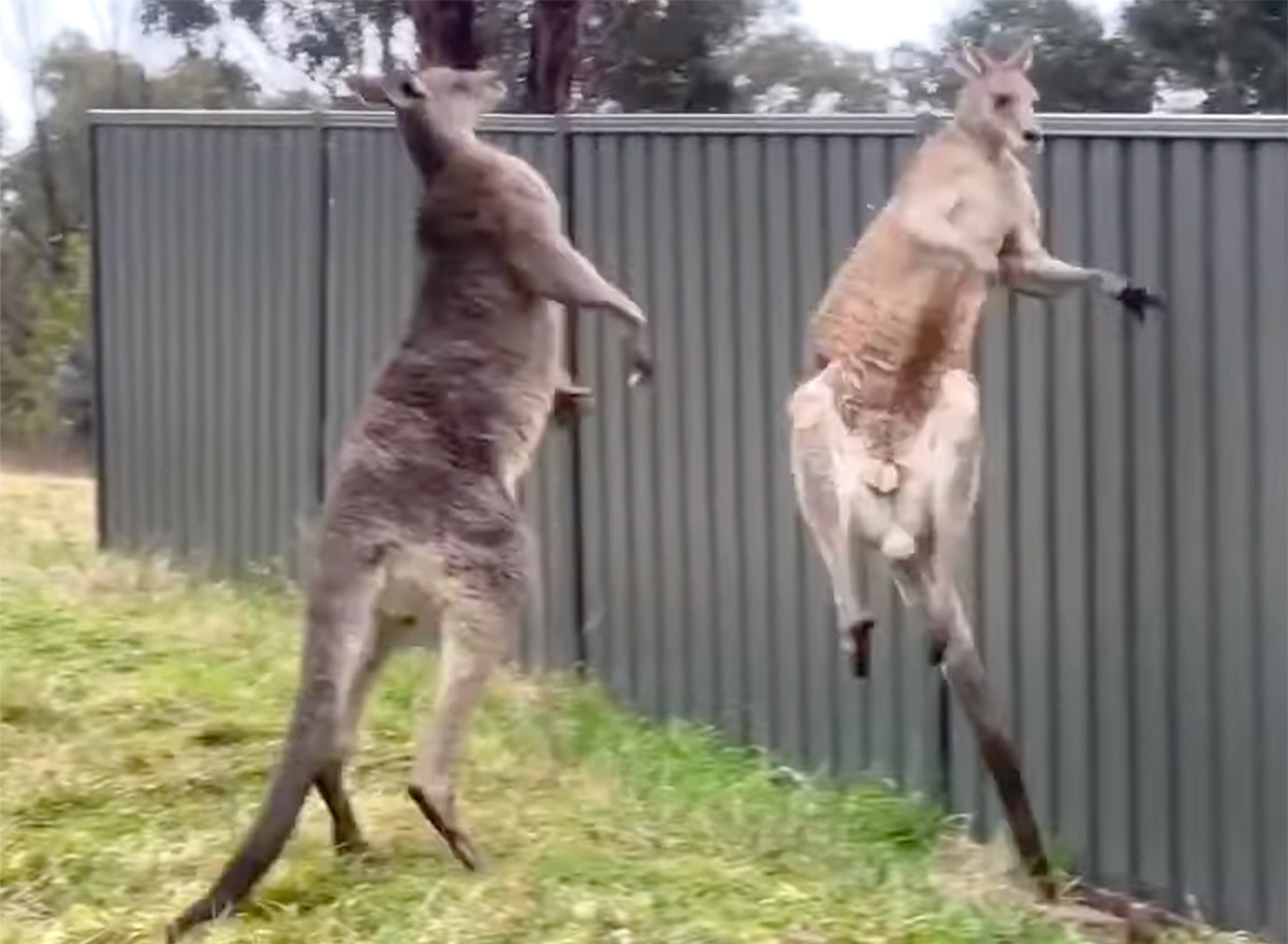 Video Shows Two Kangaroos Fighting Like WWE Wrestlers