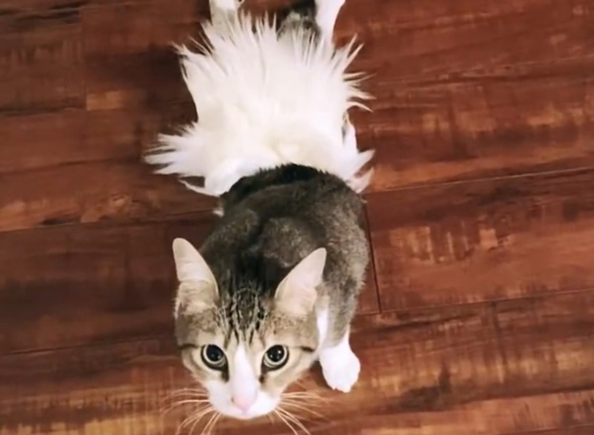 Paralyzed Cat Aoife Has "Stolen the Hearts" of Fans