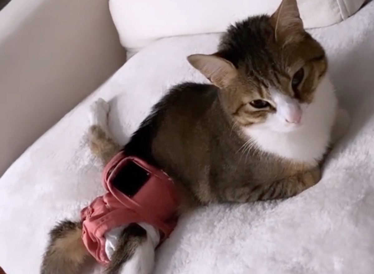Paralyzed Cat Aoife Has "Stolen the Hearts" of Fans