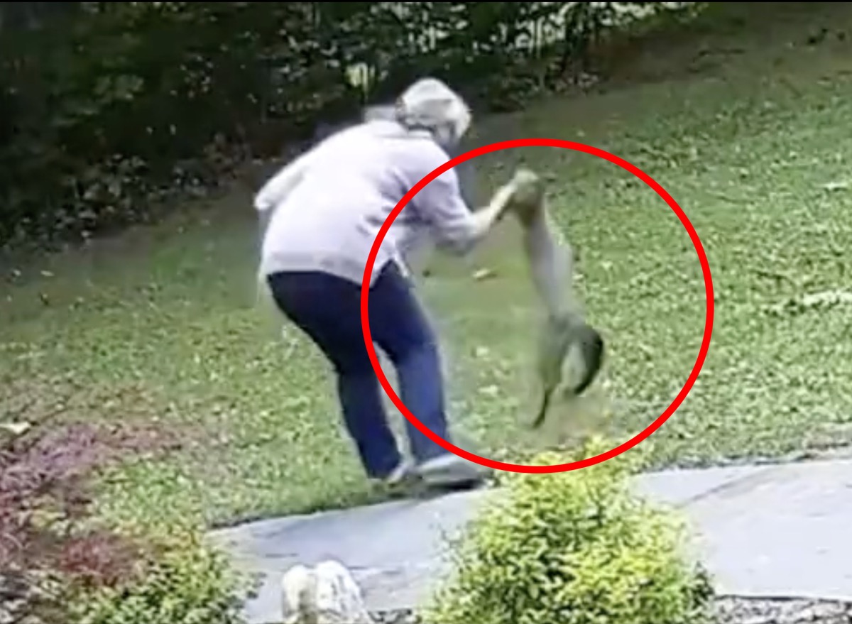 Woman Fighting Rabid Fox I Had No Choice But To Fight Back