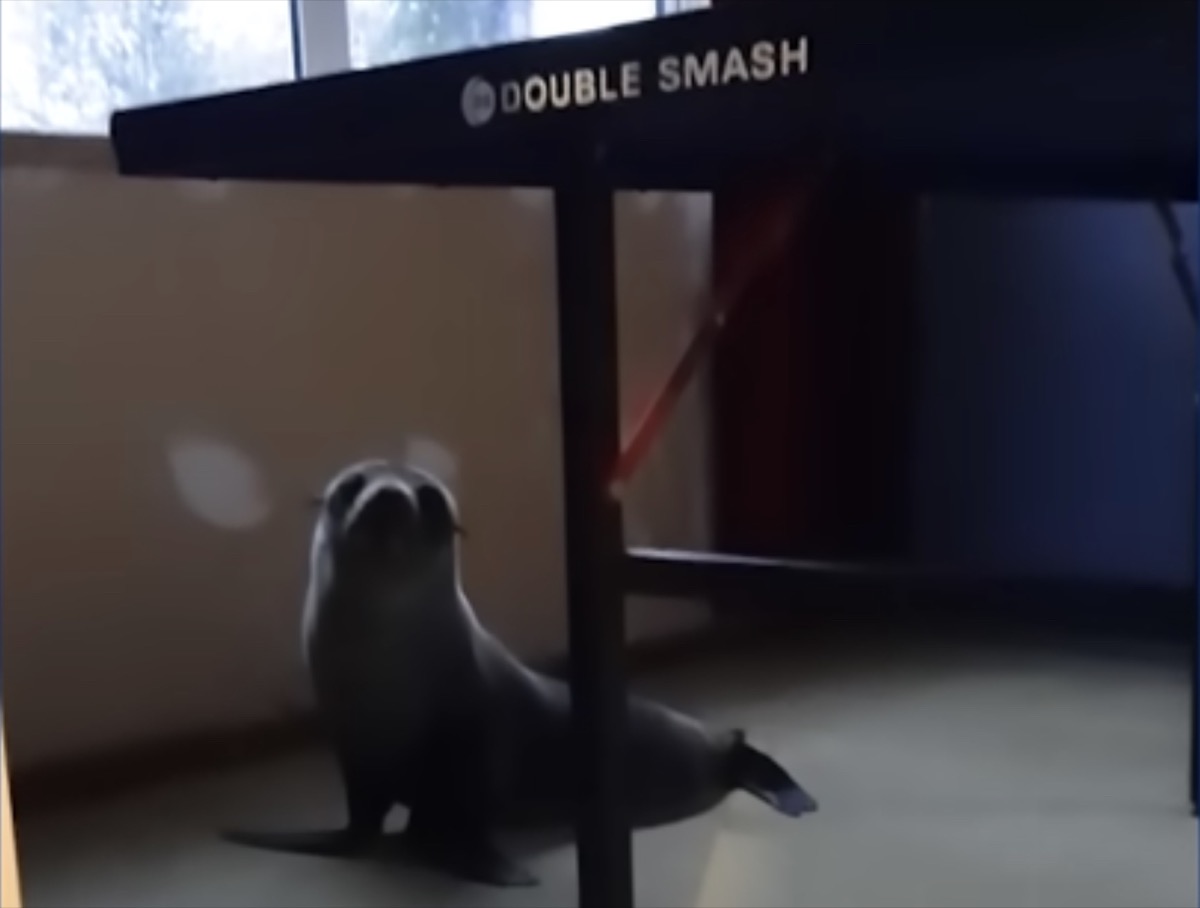 Video Shows Seal Breaking into Home and Hanging Out on Couch