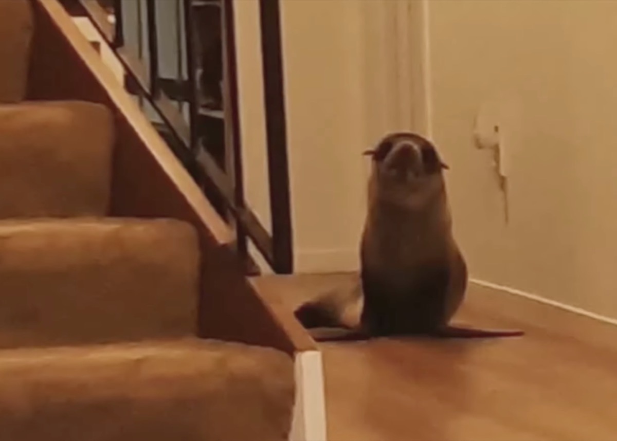Video Shows Seal Breaking into Home and Hanging Out on Couch