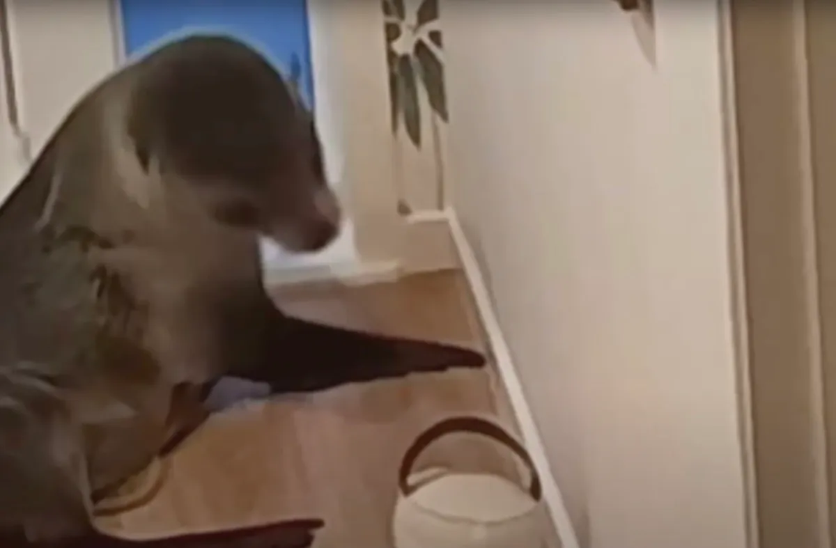 Video Shows Seal Breaking into Home and Hanging Out on Couch