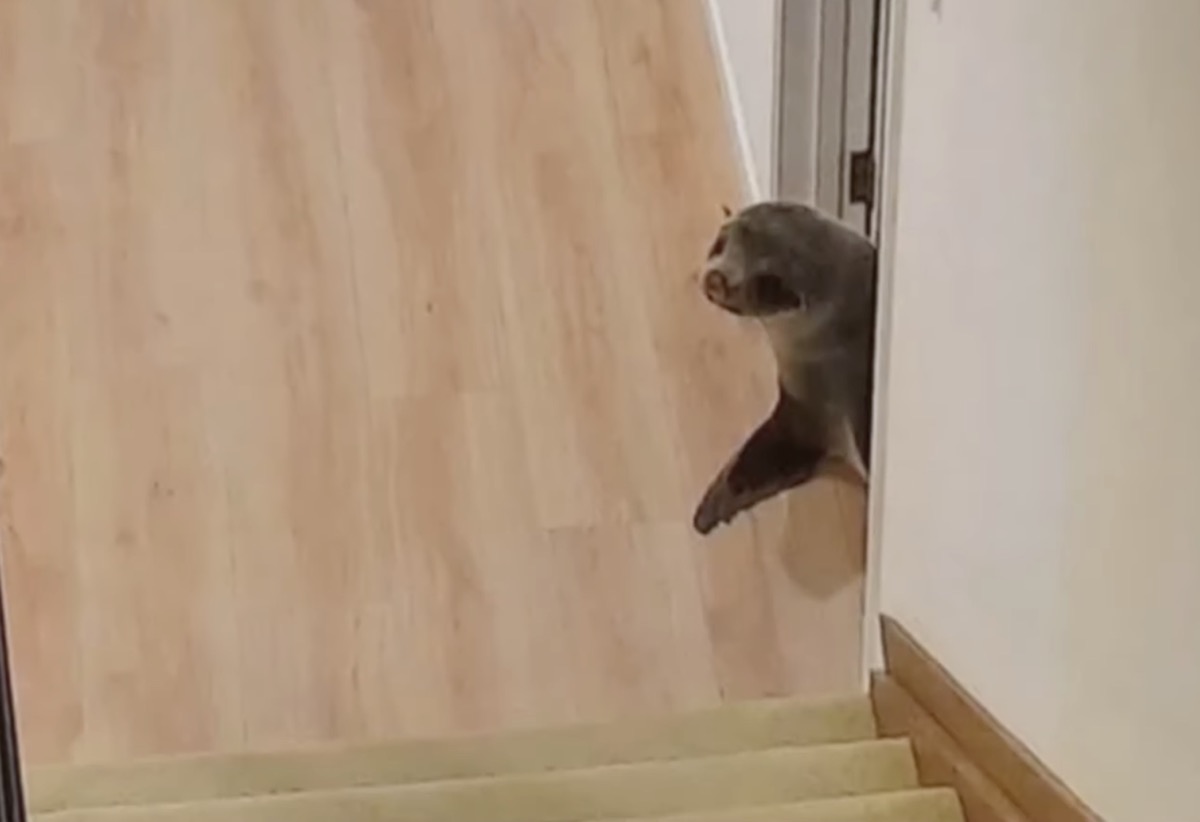 Video Shows Seal Breaking into Home and Hanging Out on Couch