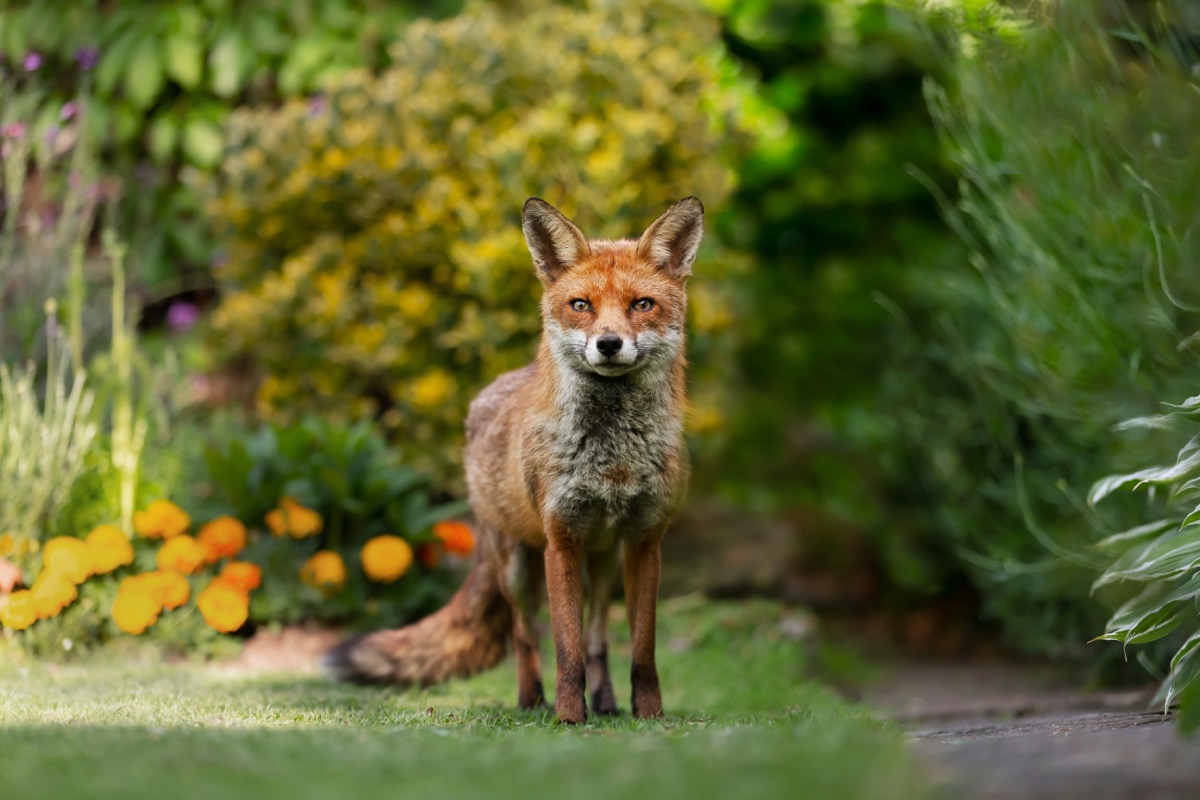 Moment Two-Legged Fox Walks Through Couple’s Garden Upright