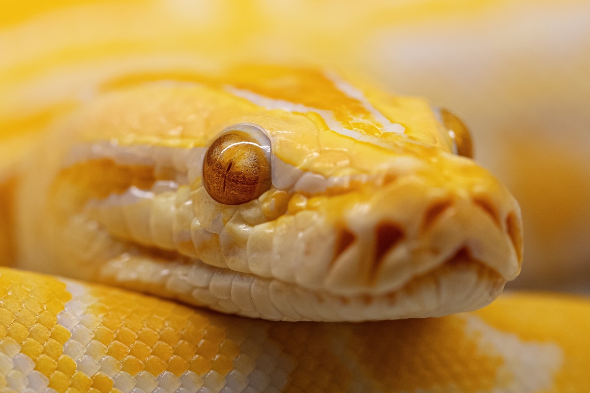 Escaped 18-Foot Python Slithers Through Window Into Bedroom