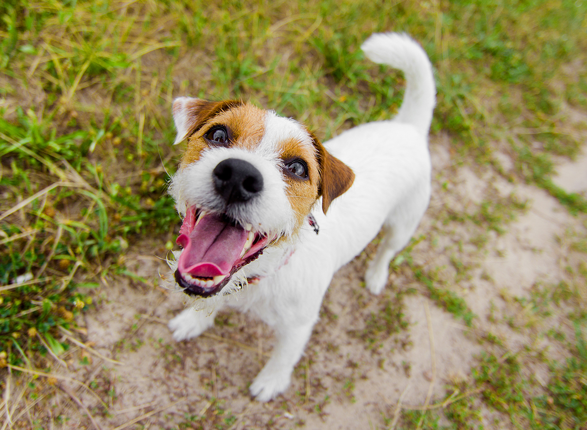 Jack Russell Terrier Saves Owner From Bear Attack