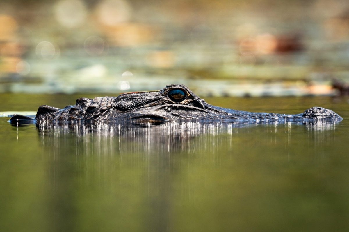 Meet Wally, the Emotional Support Alligator Saved from Euthanasia