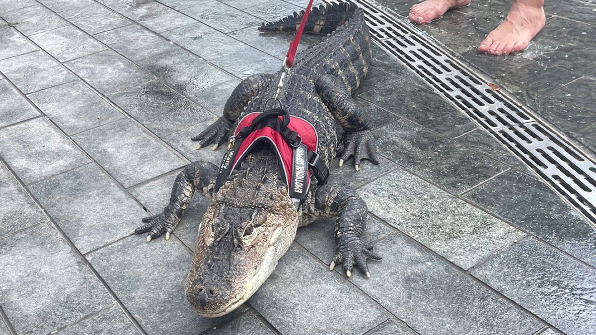 Meet Wally, the Emotional Support Alligator Saved from Euthanasia