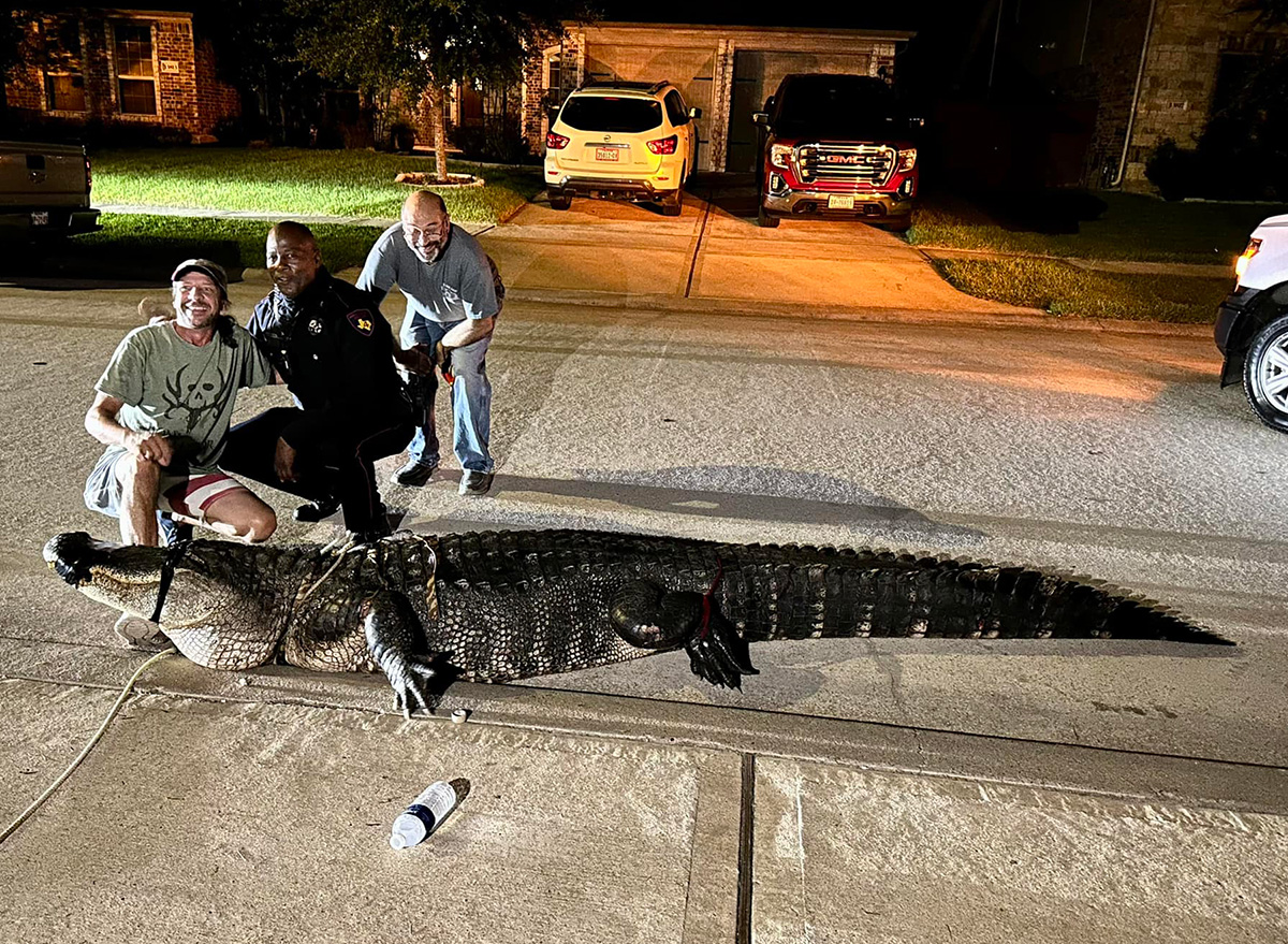 10-Foot Alligator Having "Good Ol' Time" in Neighborhood Road