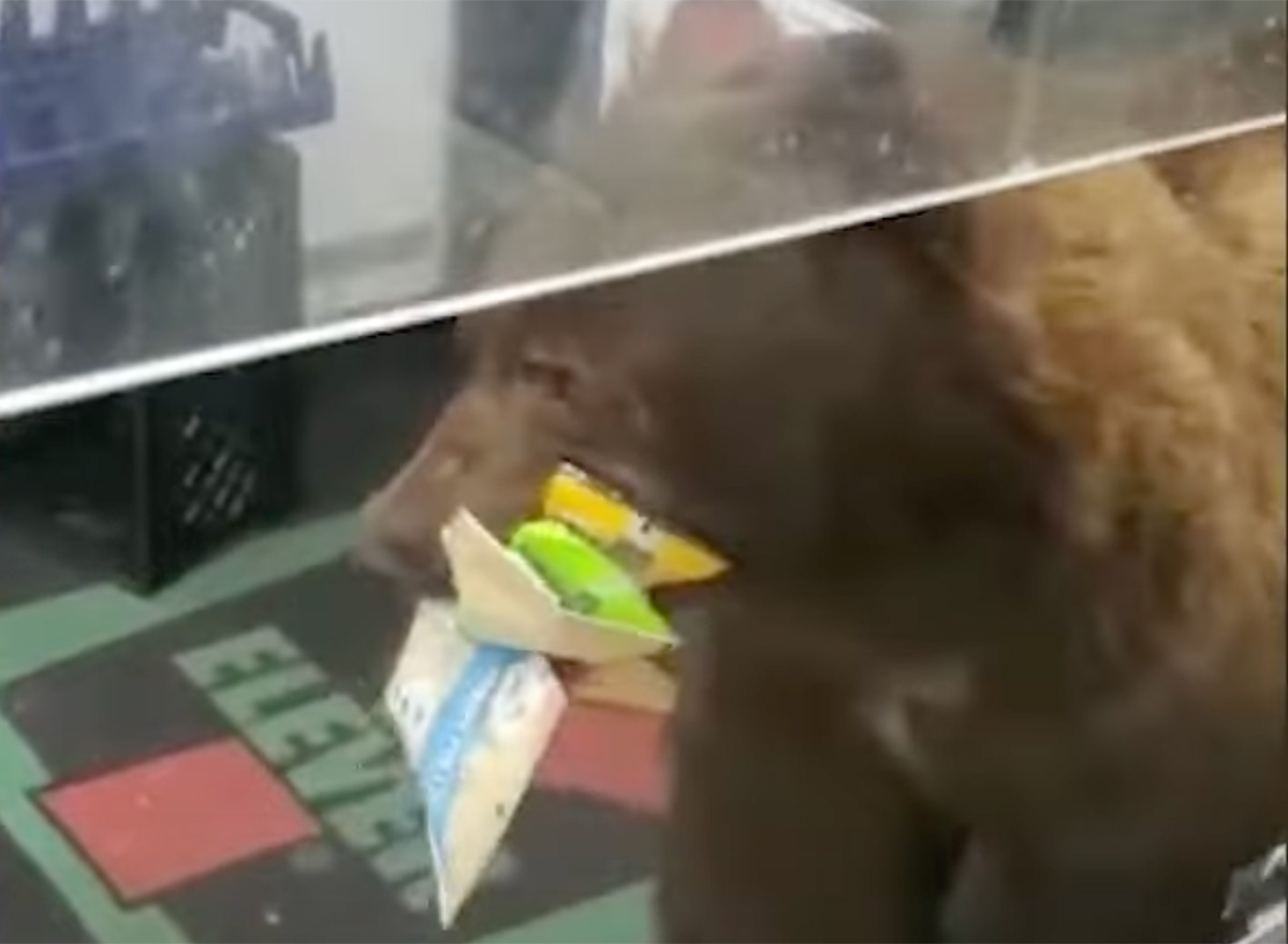 Video of Massive Bear Shoplifting Candy From California 7-Eleven