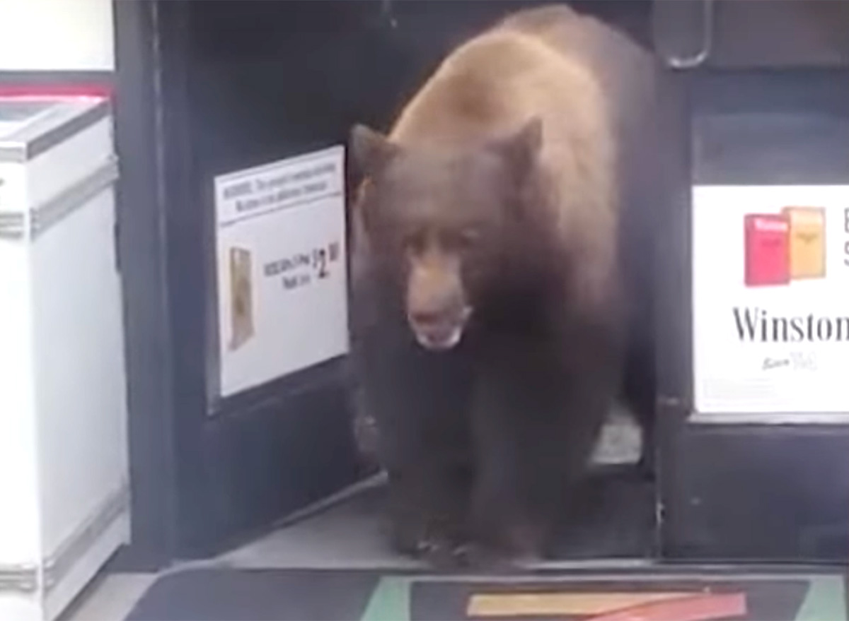 Video of Massive Bear Shoplifting Candy From California 7-Eleven