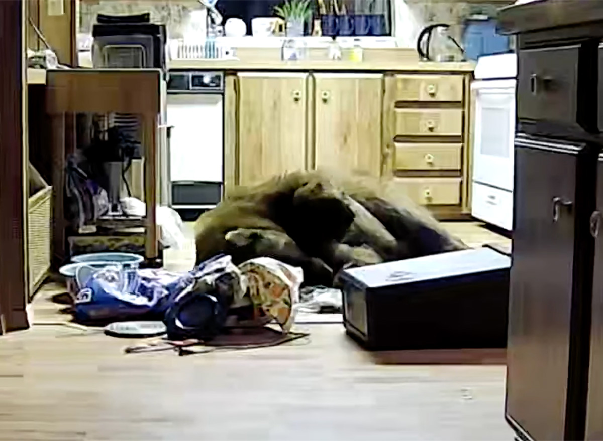 Bear Breaks Into Cabin and Lives There For 10 Days