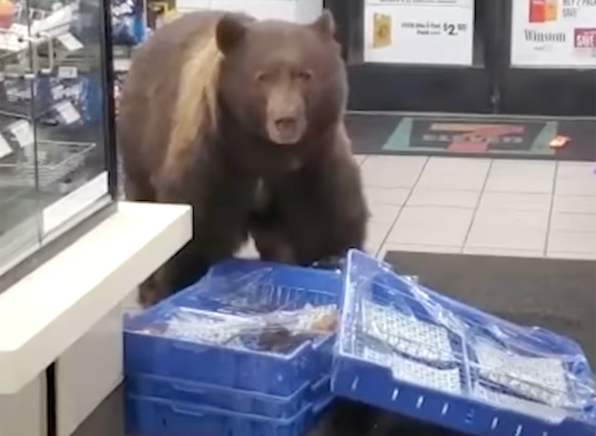 Video of Massive Bear Shoplifting Candy From California 7-Eleven