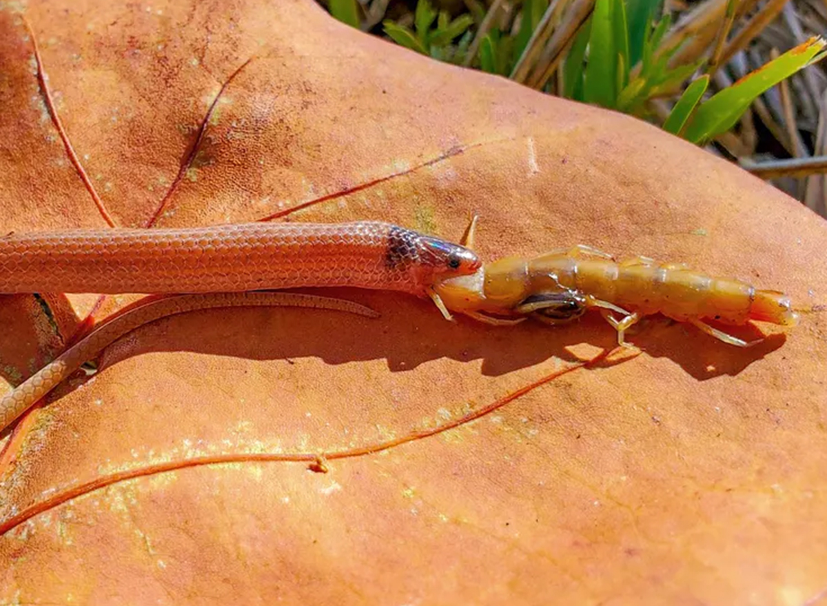Rare Snake Found Dead in Florida After Losing Tug-of-War