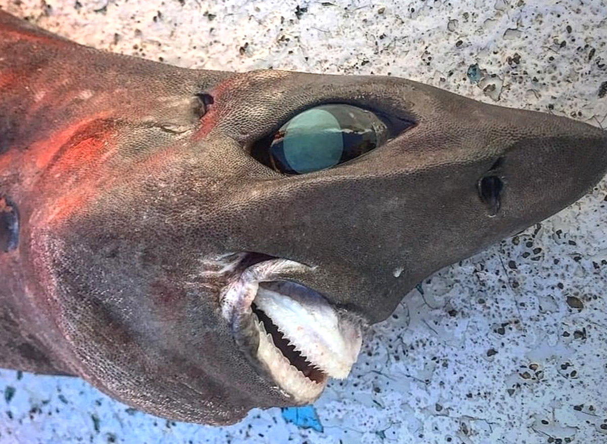 This Freaky Shark Shocks Fisherman, is “Stuff of Nightmares”