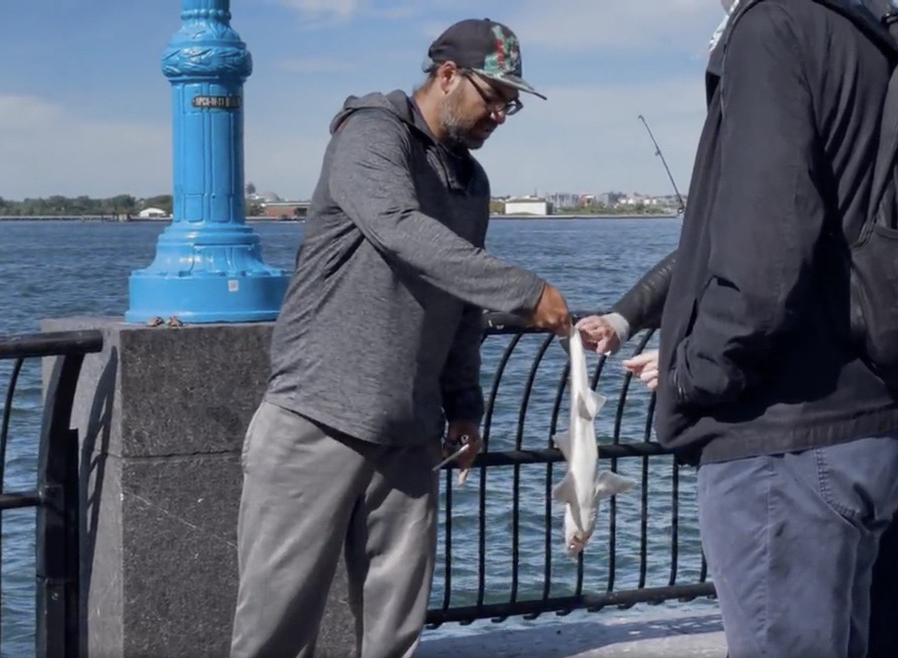 Video Shows Man Catching Shark in NYC’s Hudson River