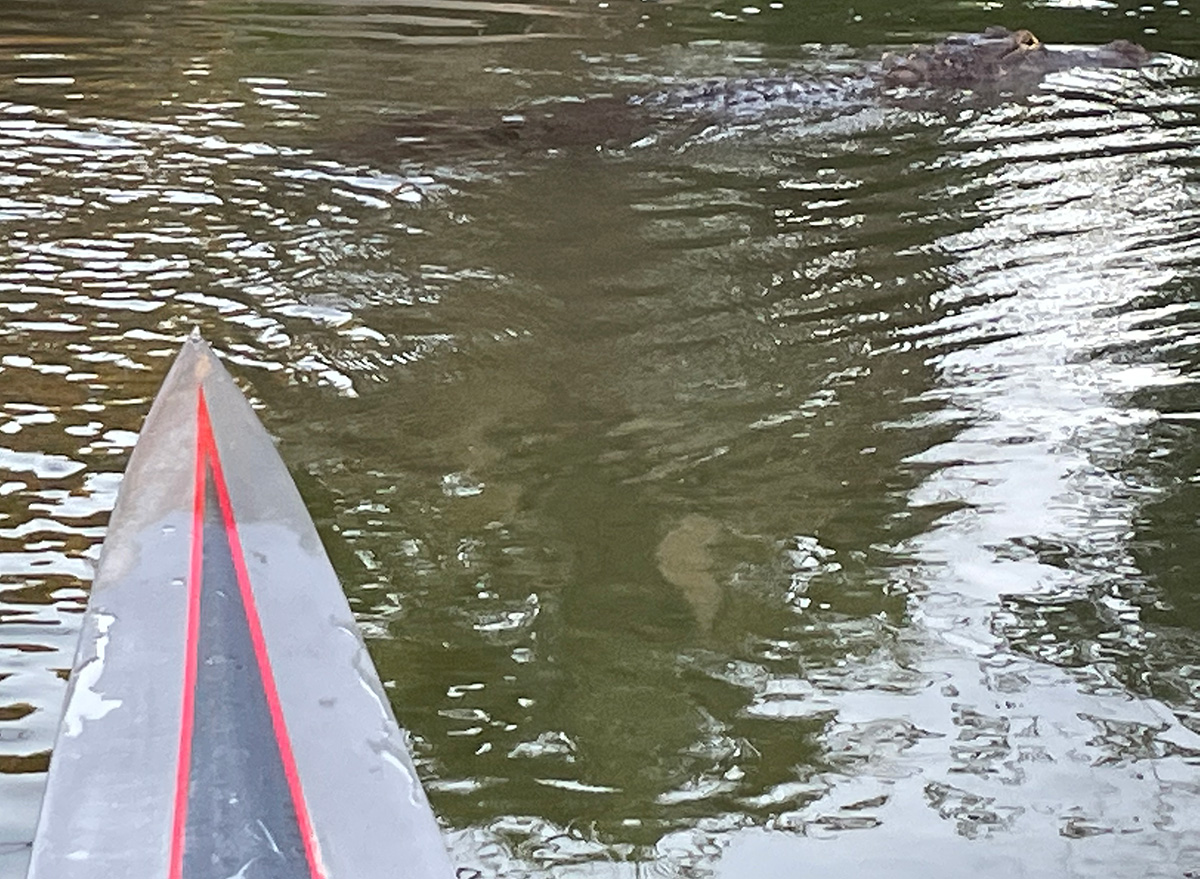 Video Shows Gator Lurking Before “Chomping” Rower's Boat