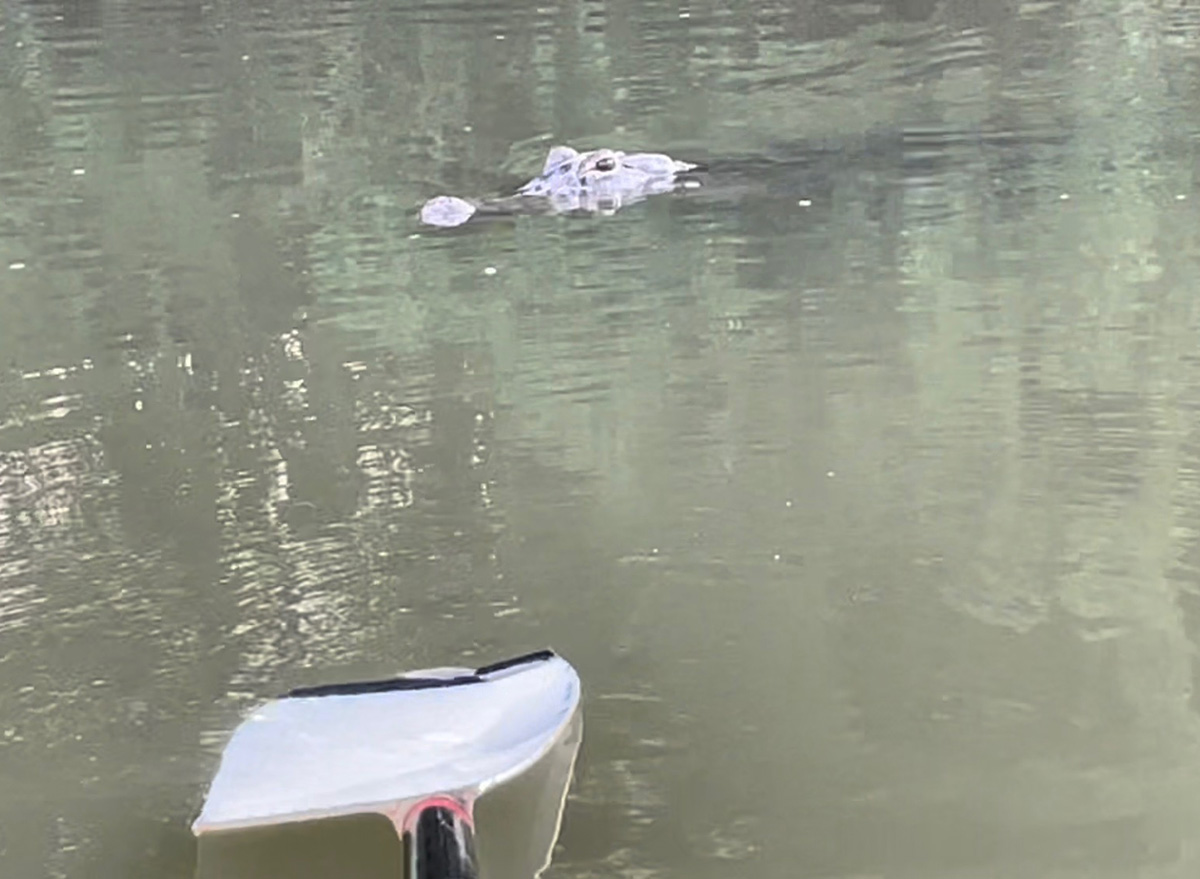 Video Shows Gator Lurking Before “Chomping” Rower's Boat