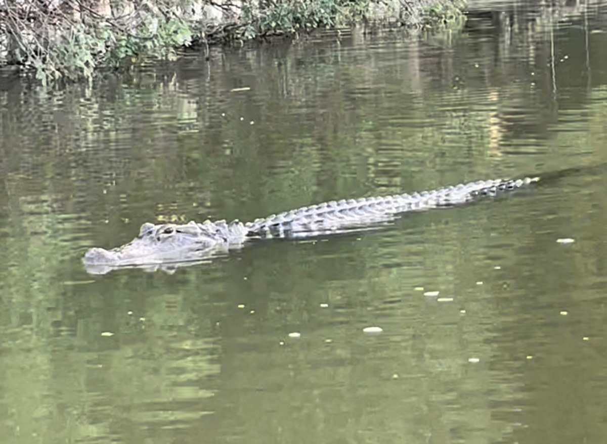 Video Shows Gator Lurking Before “Chomping” Rower's Boat
