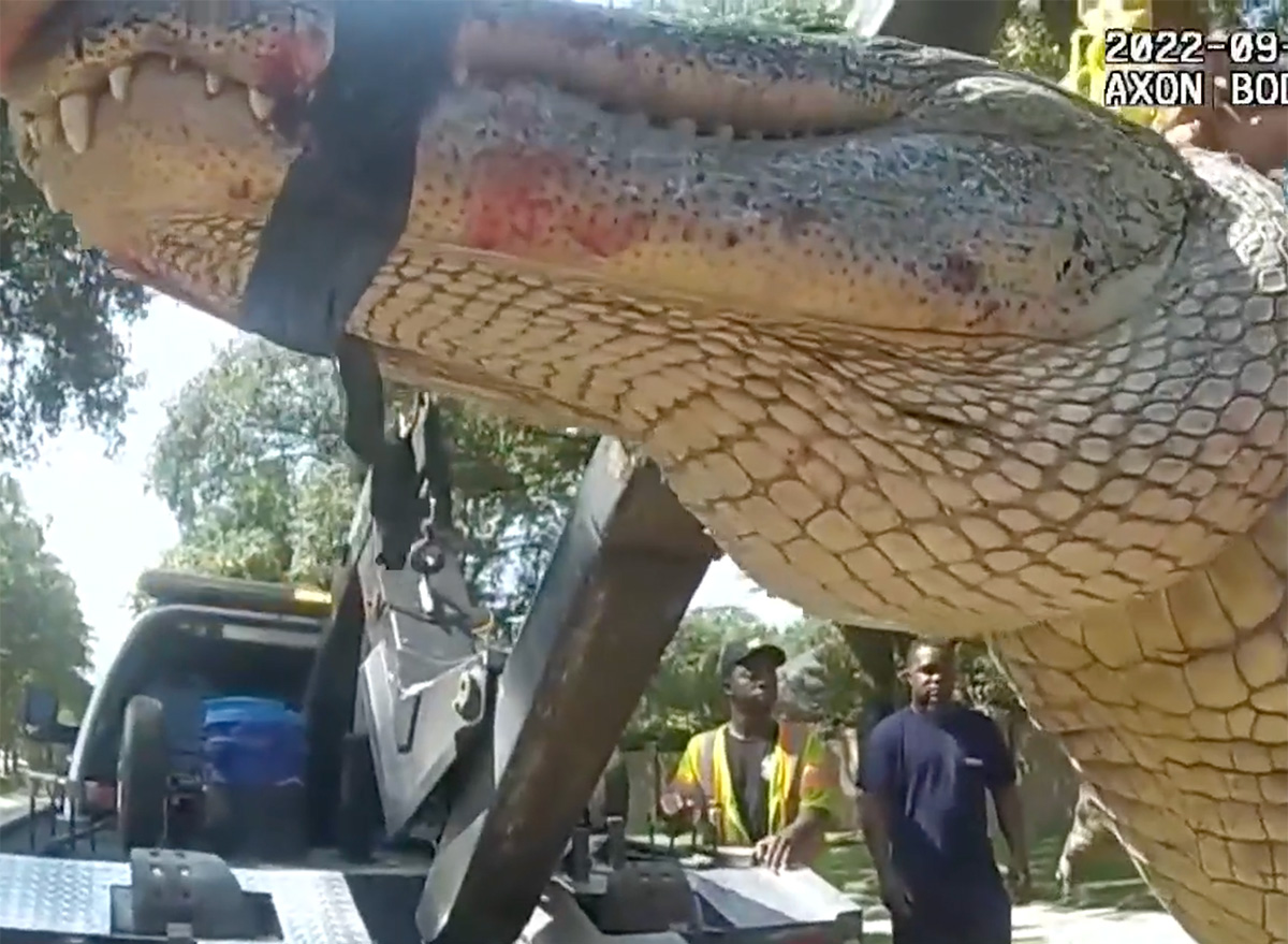 12-Foot "Bull" Alligator Targeting Florida Ranch Eliminated