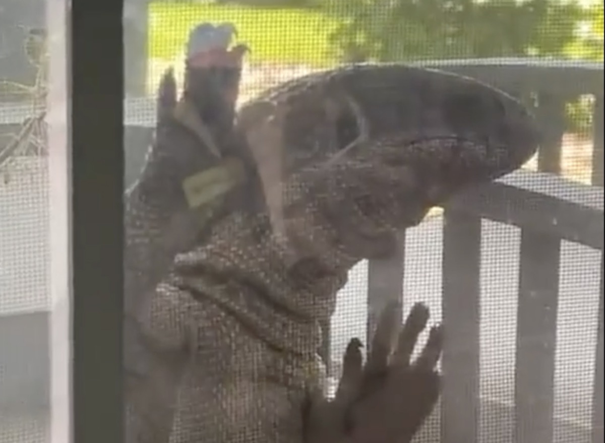 Giant “Godzilla” Lizard Climbing up a Window of Florida Home
