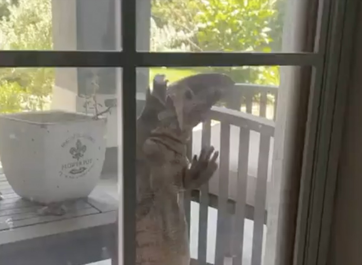 Giant “Godzilla” Lizard Climbing up a Window of Florida Home