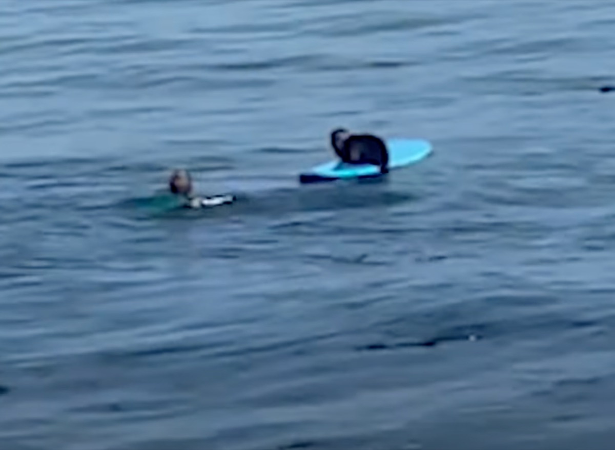Video Shows Sea Otter Stealing Surfboard And Growling At The Owner