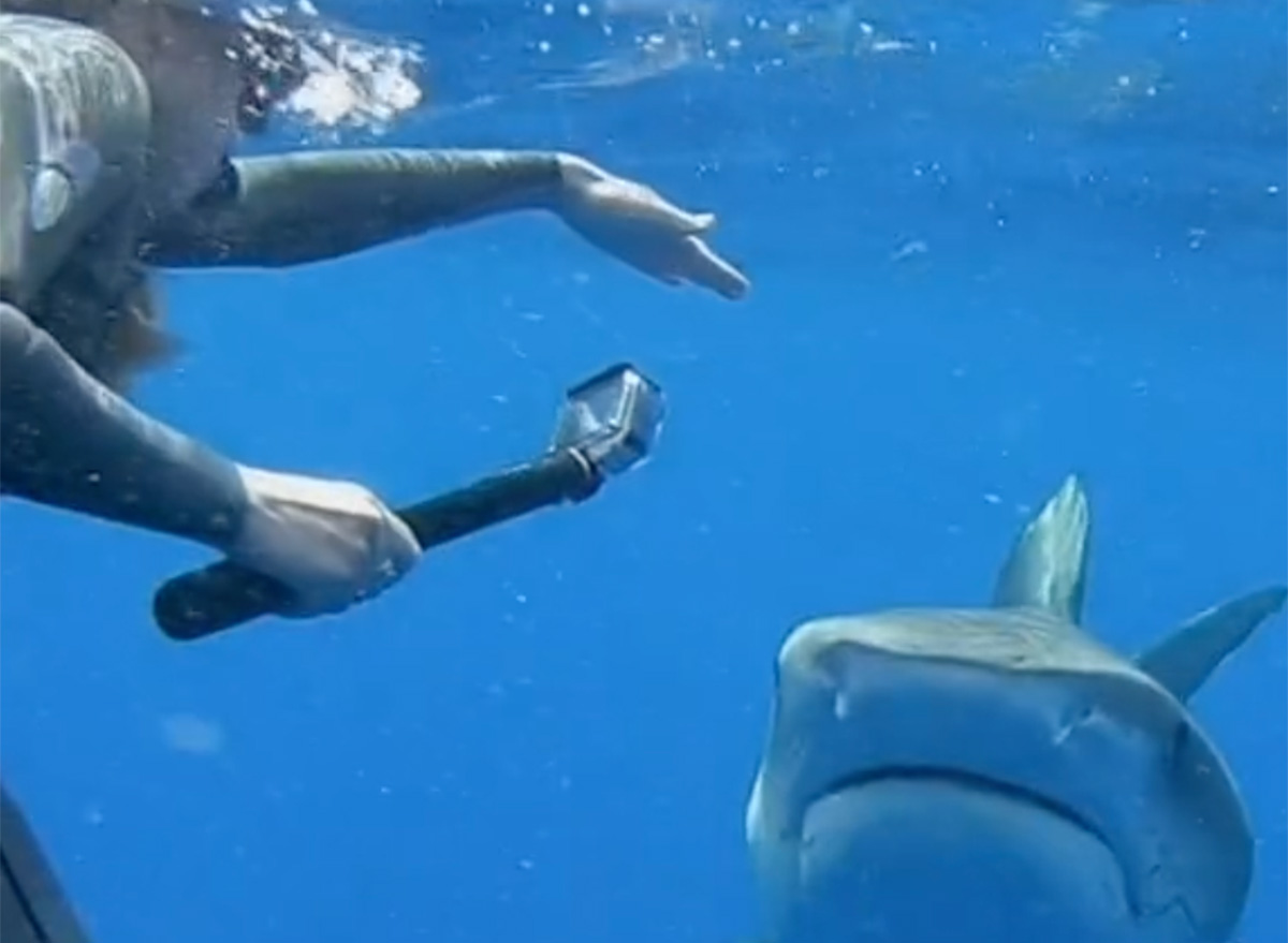 Professional Diver Demonstrating How to Avoid Shark Attack.