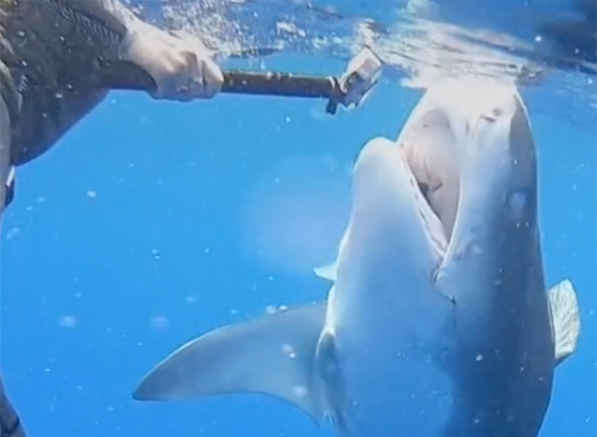 Professional Diver Demonstrating How to Avoid Shark Attack.