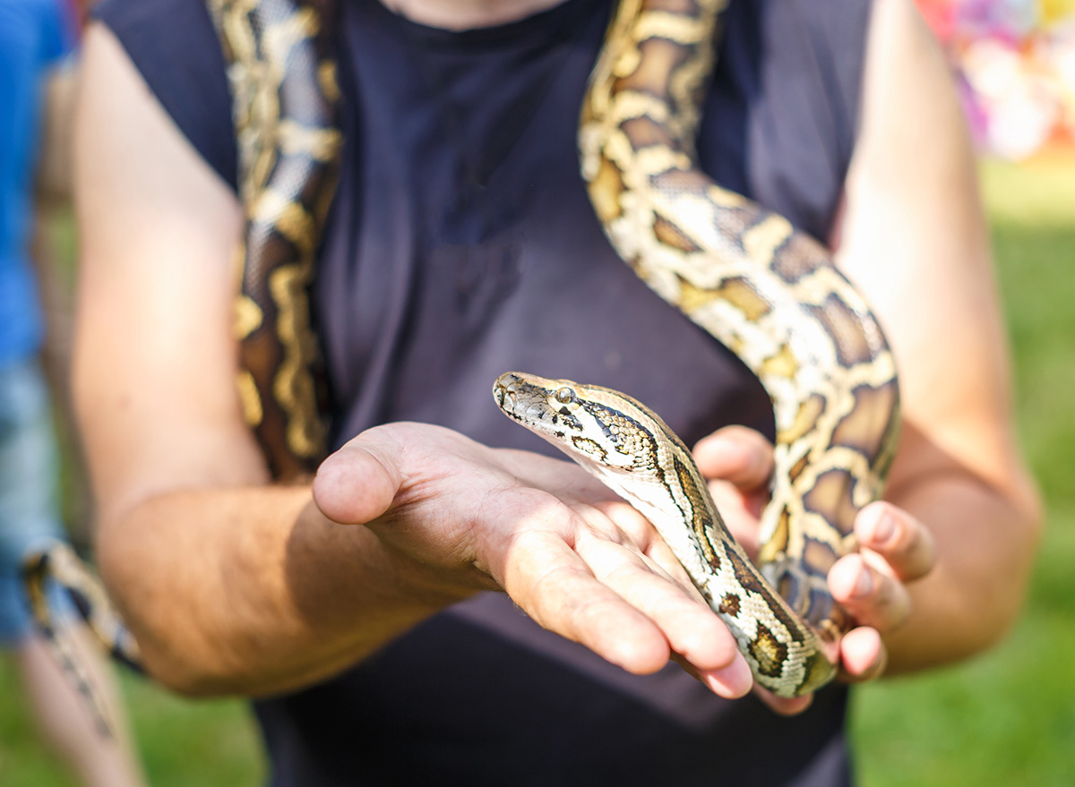 Giant Python Frightens Motorists and Onlookers on Major Roadway