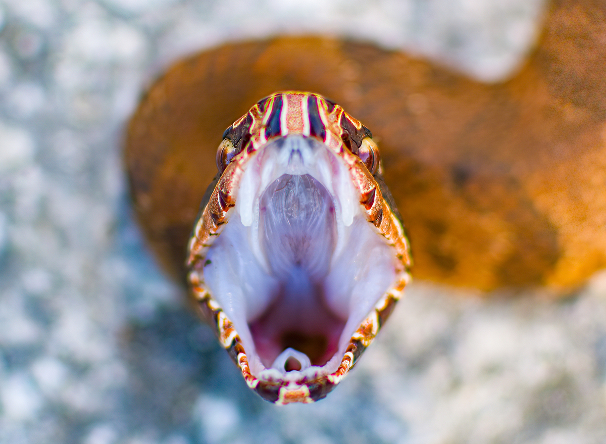 Rare Snake Found Dead in Florida After Losing Tug-of-War