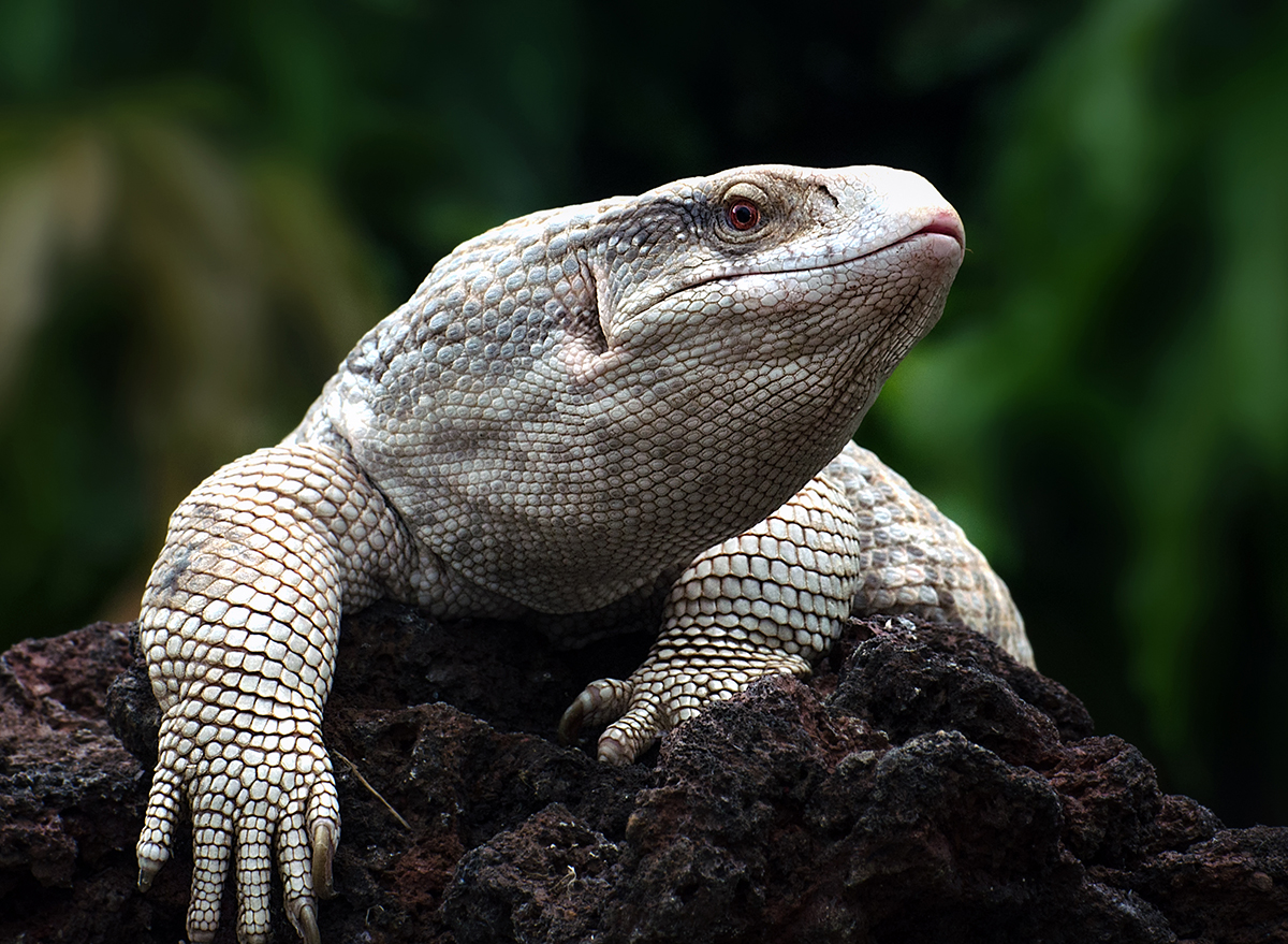 Giant “Godzilla” Lizard Climbing up a Window of Florida Home