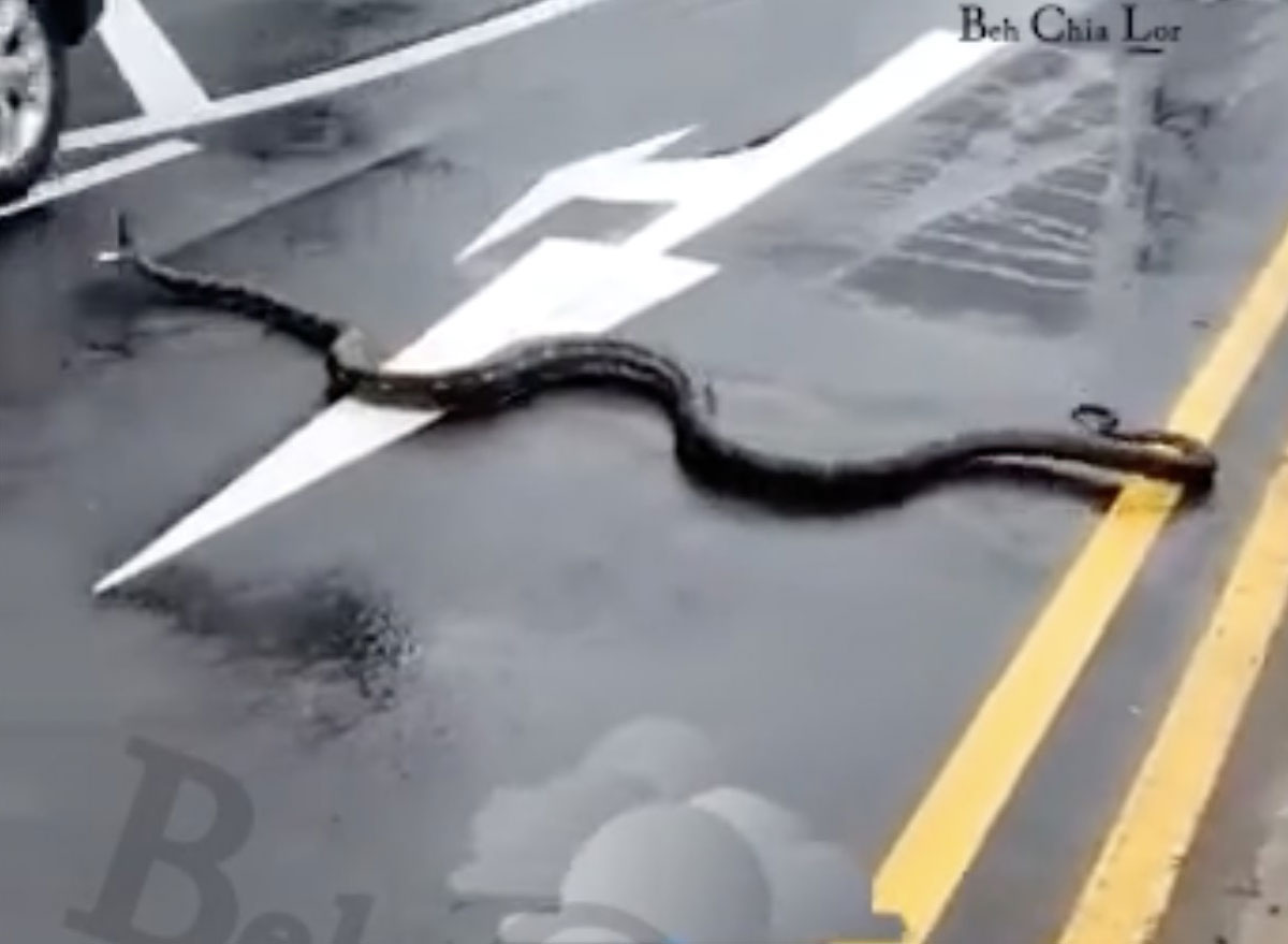 Giant Python Frightens Motorists and Onlookers on Major Roadway