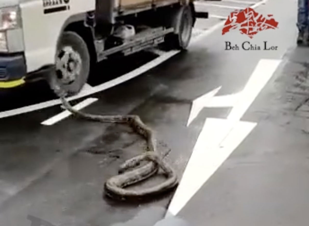 Giant Python Frightens Motorists and Onlookers on Major Roadway