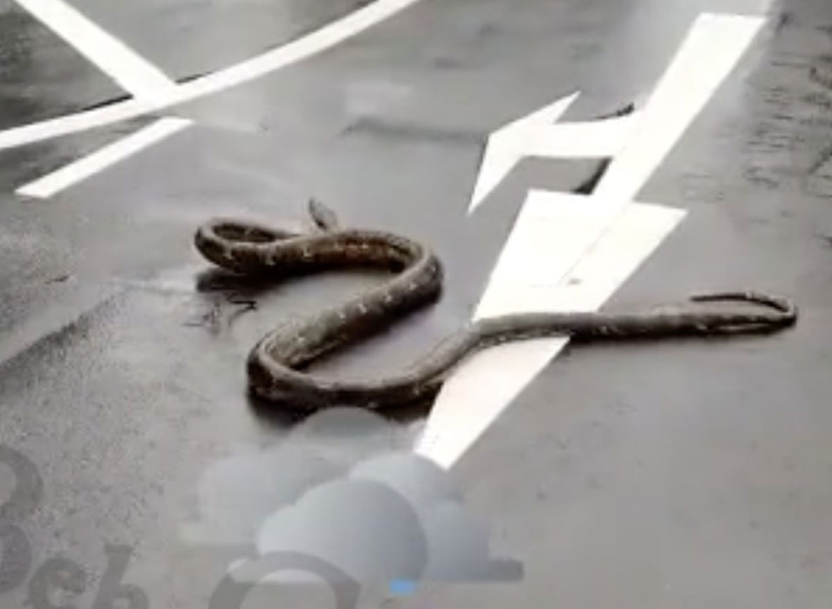 Giant Python Frightens Motorists and Onlookers on Major Roadway