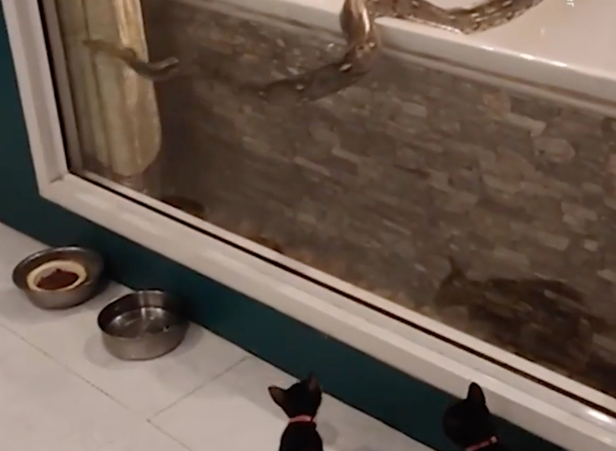 Video Shows 12-Foot Python Slithering in Bathroom Toward Pet Kittens