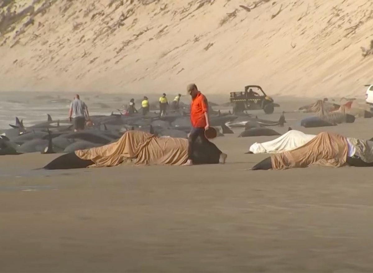 Over 200 Whales Mysteriously Washing up on Beach in Two Days