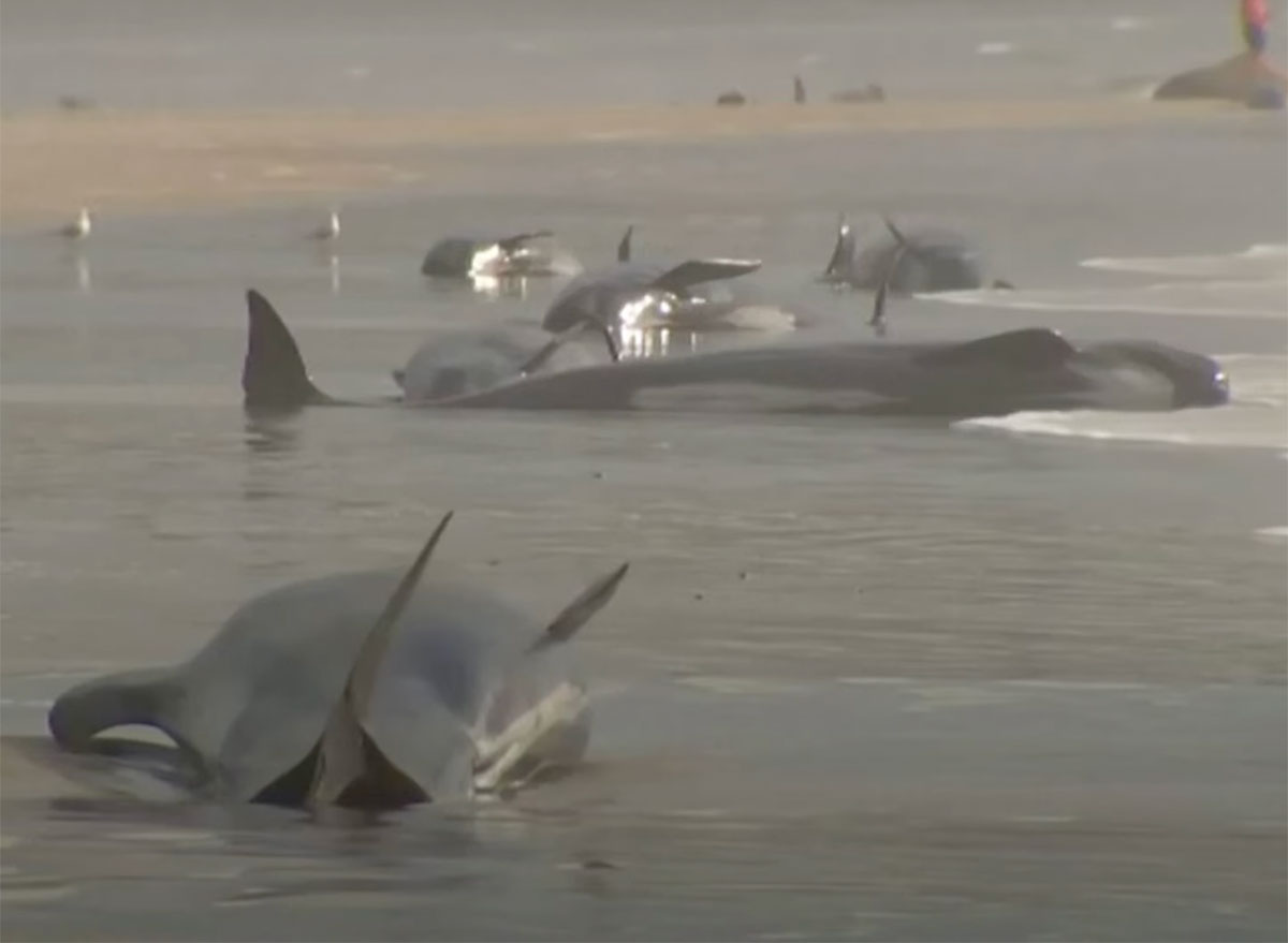 Over 200 Whales Mysteriously Washing up on Beach in Two Days