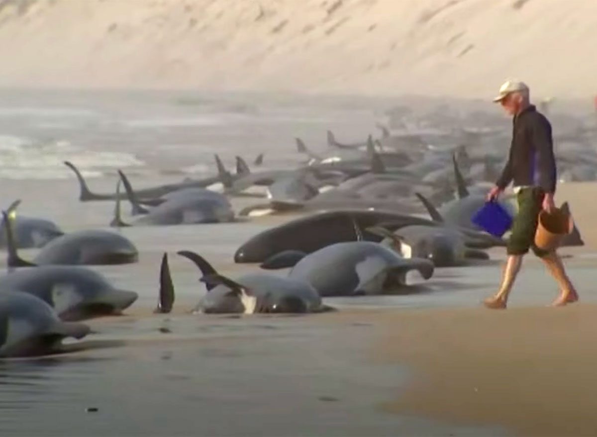 Over 200 Whales Mysteriously Washing up on Beach in Two Days