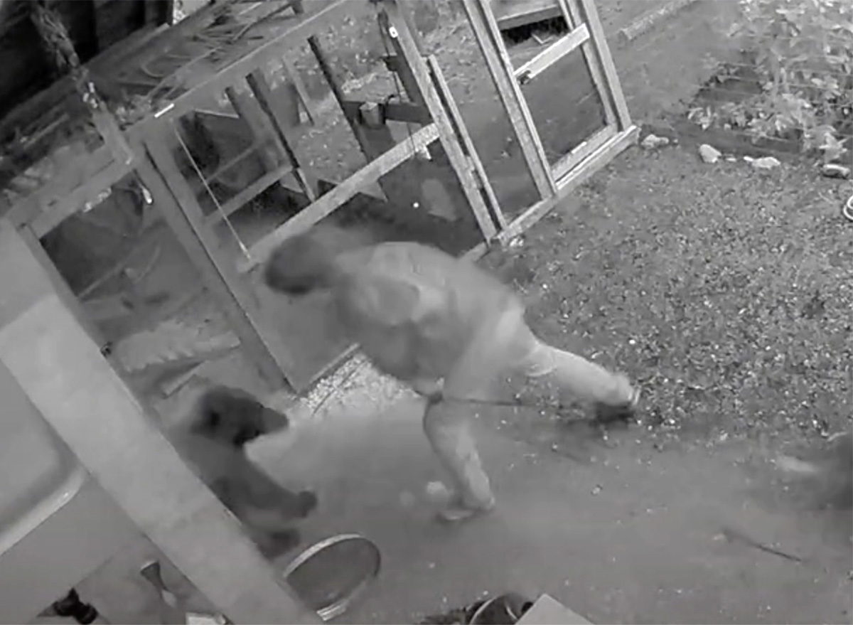 Video Shows a Hero Man Slapping Bear in Face to Protect Family